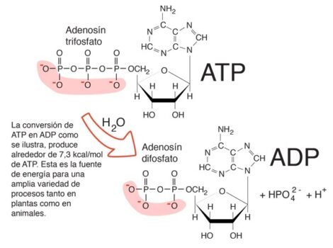 ¿Qué es el ATP? ¿Cómo se obtiene y para que lo usa el cuerpo?